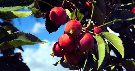 Plants And Trees That Smell Good I Arbor Hills Trees Omaha NebraskaArbor Hill Trees Omaha Blog