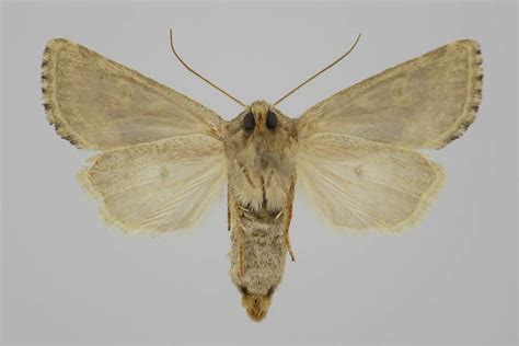 Luperina Dumerilii Lepiwiki