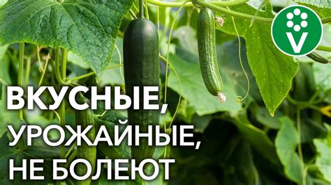 10 СОРТОВ ОГУРЦОВ, которые НИКОГДА не подведут! - YouTube