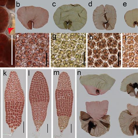 Early Development And Morphogenesis Of Pyropia Suborbiculata Ah Early Download Scientific