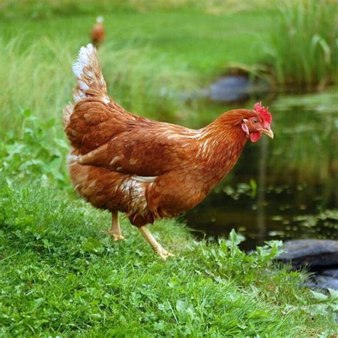 Red Sex Link Chicks For Sale Long Life Birds®
