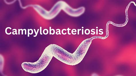 Campylobacteriosis Maruthuva Valam