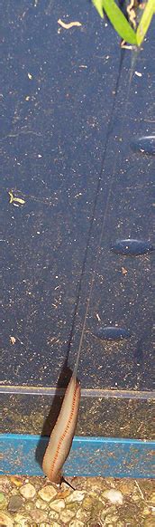 Terrestrial Snails And Slugs