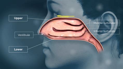 The Upper Nasal Space Drug Deliverys Next Frontier