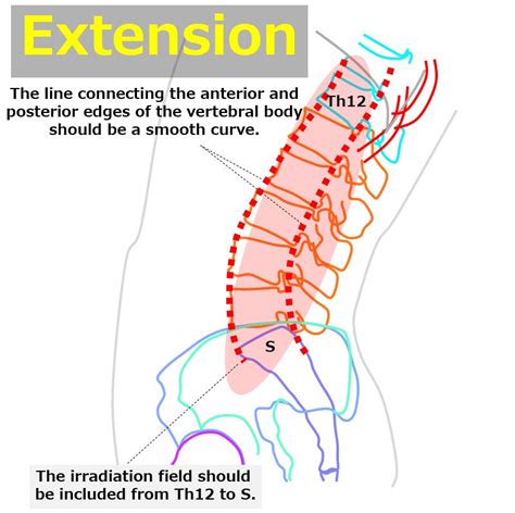 Lumbar Spine Hyperflexion And Hyperextension View｜tools For Radtech