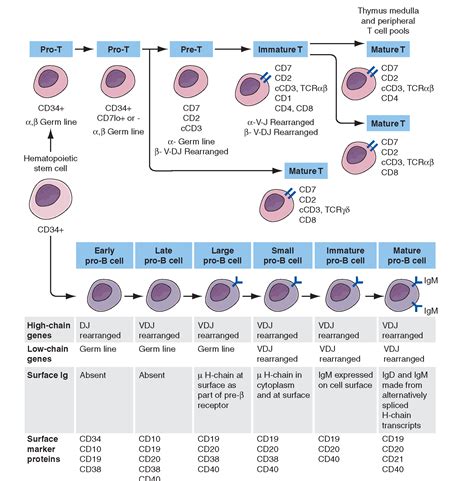 T Cells And B Cells