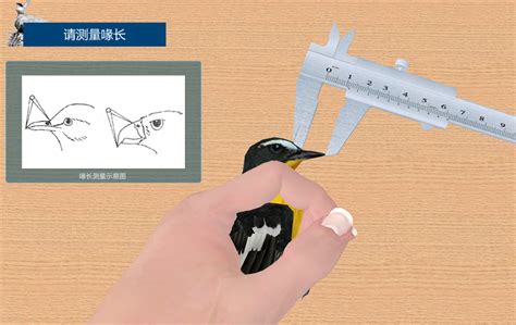 实验详情