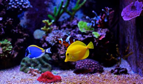 Tropical Fish What Defines Them And Which Breeds Are Popular For Aquariums Seatech Aquariums