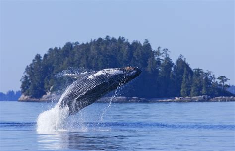 Canada Pacific Rim National Park Whale Whale Watching Whale