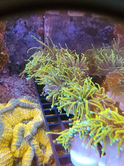 New Jersey Live Goods Jester Torch Corals Reef2reef