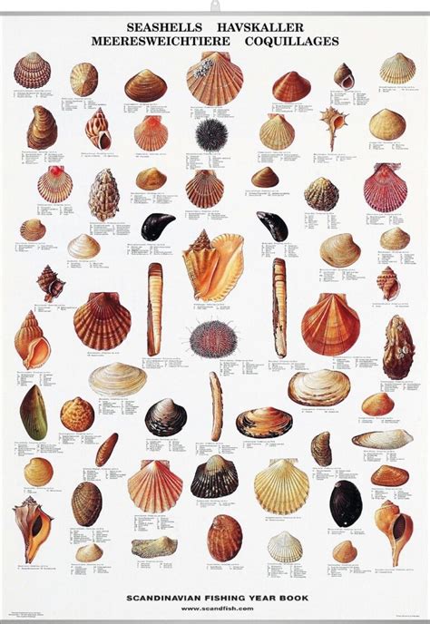 Printable Seashell Identification Chart Free Printable Chart