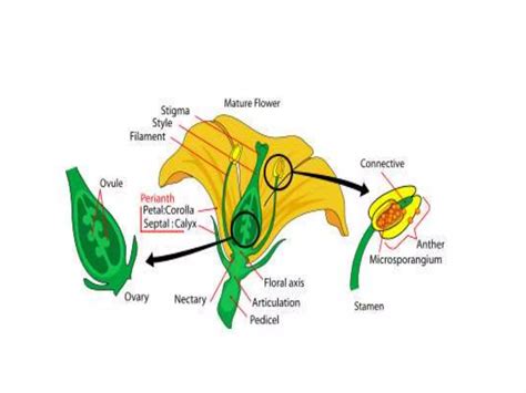 Sexual Reproduction In Plants PPTX Infertility Reproductive Health