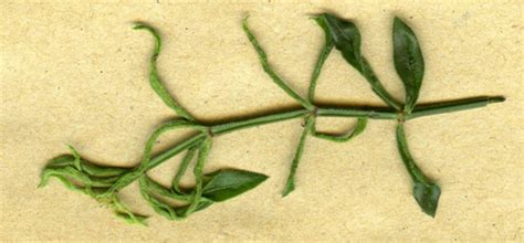 Aculus Rubiae Arachnipedia Wiki Fandom