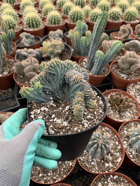 Myrtillocactus Geometrizans Cristata