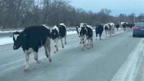 Video Shows Herd Of Cows Running Loose In California Neighborhood