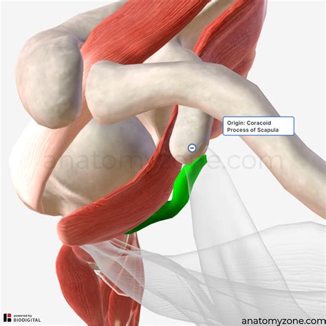 Coracobrachialis Muscle Origin Insertion Action 3d Model Anatomyzone