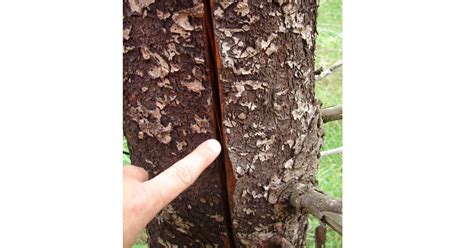 Exploding Trees” Can Extreme Cold Weather Really Do That Nicolet