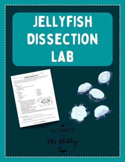 Jellyfish Dissection Lab Handout By Science With Mrs Blakley Tpt
