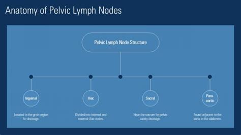 Pelvic Lymph Nodes Powerpoint Presentation And Slides Ppt Template
