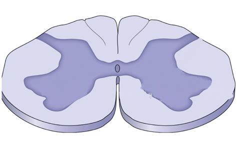 Diagram Of Motor Neuronsspinal Cord Quizlet