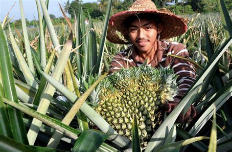 Lpnm Introduces 22 Pineapple Based Products To Boost Downstream Industry Mci Group