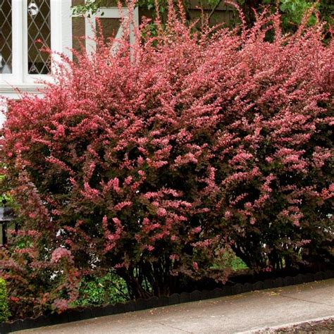 When To Prune Rose Glow Barberry At Jennifer Dermody Blog