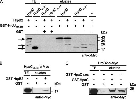 Functional Characterization Of The Type Iii Secretion Substrate Specificity Switch Protein Hpac
