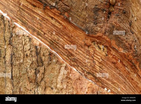 Resin On The Rubber Tree Stock Photo Alamy