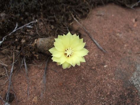 Frailea Gracillima Cactusinhabitat