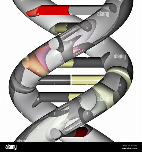 This Image May Not Be Used In Educational Posters Dna Molecule Computer Illustration Of A