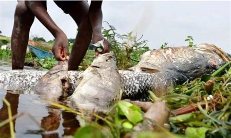 Sex For Fish Contributes To New Hiv Infections Among Lake Victoria