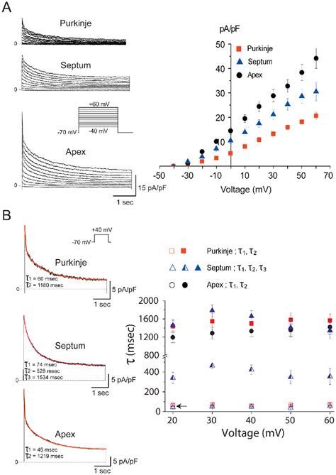 Figure 4 From The Ionic Bases Of The Action Potential In Isolated Mouse Cardiac Purkinje Cell