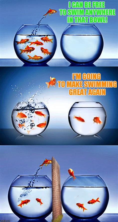 Fishbowl Memes At Travis Poteete Blog