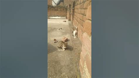 Cat Kiiten Shortsfeed Youtube