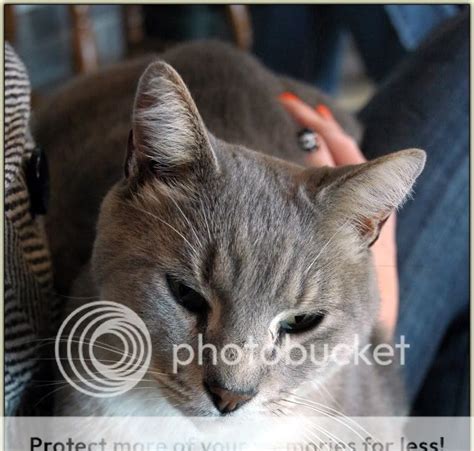 Blog Delisson Lap Kitty