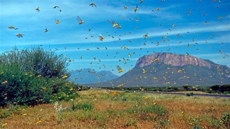 Locust Swarms Are Invading Africa Heres How Nasa Satellites Can Help