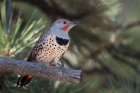 Guide To Oregon Birds Portland Audubon