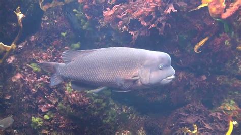 コブダイ （瘤鯛、コブ鯛） Asian Sheepshead Wrasse Youtube