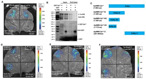 Apnmv 1a Interacts With 2apol A A Luciferase Complementation Imaging Download Scientific