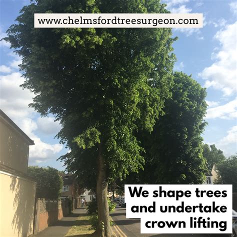 Chelmsford Tree Surgeon Hatfield Peveral CHELMSFORD TREE SURGEONS