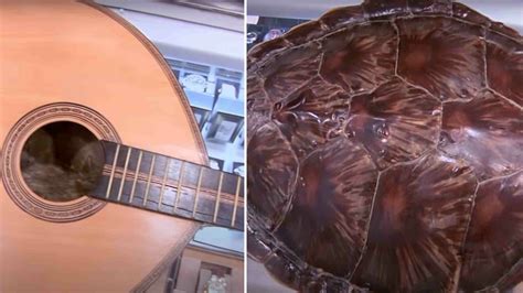 The Truth About Tortoise Turtle Shell Guitars What You Need To Know