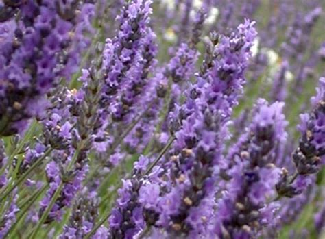 Lavandula Lavender Portland Nursery