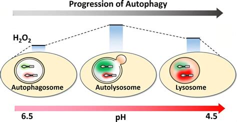 The Endoplasmic Reticulum Rough Vs Smooth Explained