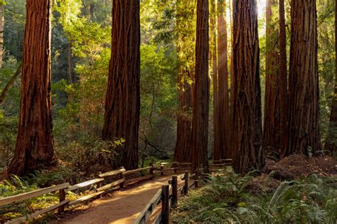 Fall In Love With Northern California On This Scenic Road Trip