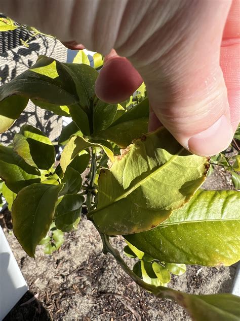 Meyer Lemon Disease Identification Rcitrus