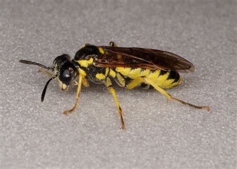 Tenthredo Tenthredo Notha Klug 1817 Sawflies