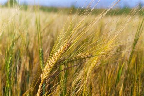 Wheat Crest Stock Photos Images And Backgrounds For Free Download