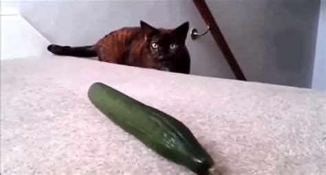 Curiosidades De Los Gatos Por Qué Le Tienen Temor A Los Pepinillos