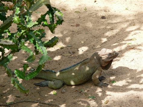 Free Images Iguana Animal Exotic Dominican Republic Country
