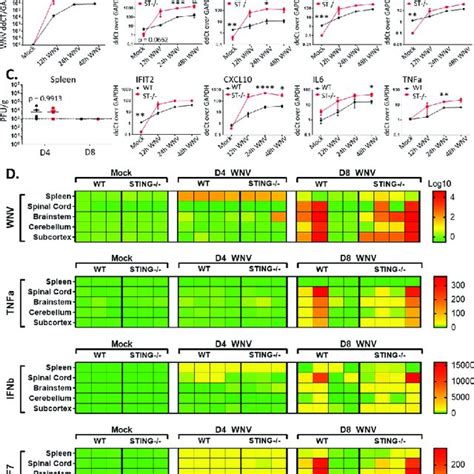 Sting Is Not Activated During Wnv Infection A Immunofluorescence